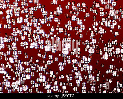 cornstarch under the microscope Stock Photo - Alamy