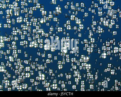 cornstarch under the microscope Stock Photo - Alamy