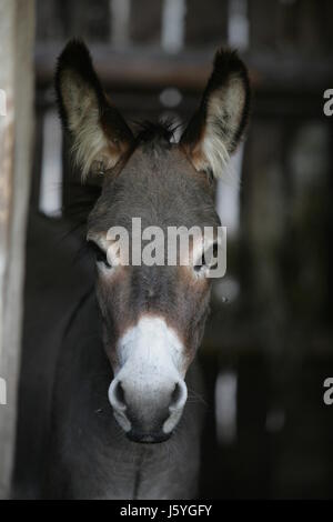 obstinate donkey horse foal young animal farm animal agriculture ...