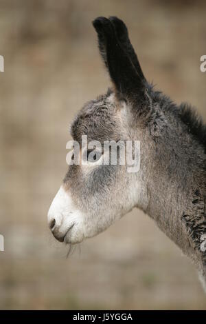 obstinate donkey horse foal young animal farm animal agriculture ...