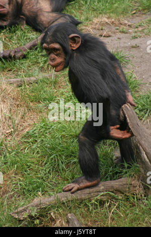 animal monkey skin beastly chimpanzee anthropoid animal wild monkey ...