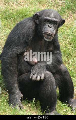 animal monkey skin beastly chimpanzee anthropoid animal wild monkey ...