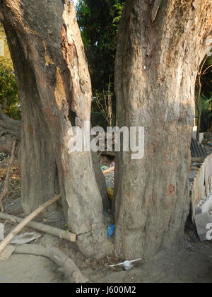 The Heritage Sampaloc Tree in Lanang, Candaba, Pampanga, is a ...