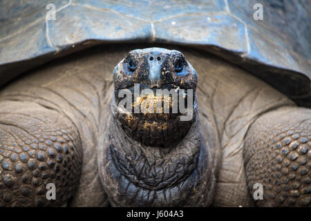 Overweight giant tortoise in the Galapagos Stock Photo - Alamy