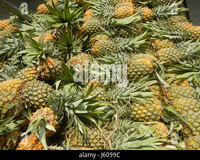 This refers to the Queen Formosa pineapple, a tropical fruit, being ...