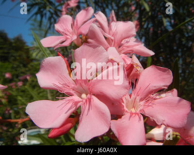 02254 Pink flowers in the Philippines Calumpit 37 Stock Photo - Alamy