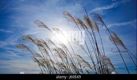 Background of sunset landscape with silhouettes of plants in the ...