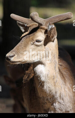animal mammal roedeer stags fallow deer roe hart stag animal mammal ...