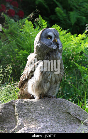 tree bird birds feathering beard owl codger tree animal bird birds ...