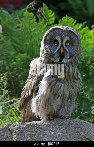 tree bird birds feathering beard owl codger tree animal bird birds ...