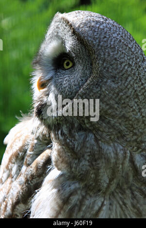 tree bird birds feathering beard owl codger tree animal bird birds ...