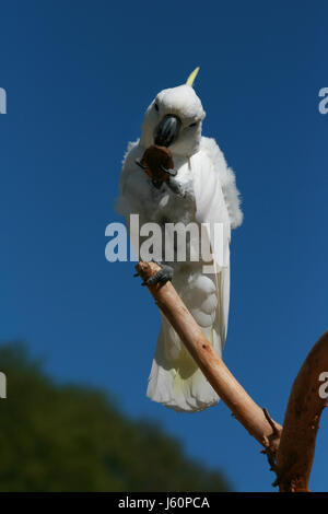 to gorge engulf devour cockatoo walnut parrot fodder bird hunger birds ...