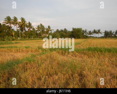 This image depicts the vast paddy fields of Sipat in Plaridel, Bulacan ...