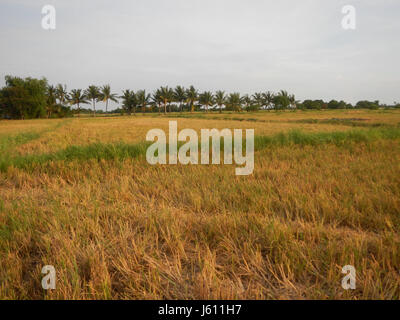 The paddy fields in San Nicolas, Bulakan, Bulacan, are an important ...