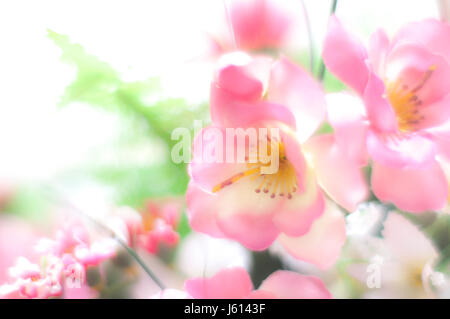 Pink roses in plastic slightly defocused Stock Photo - Alamy