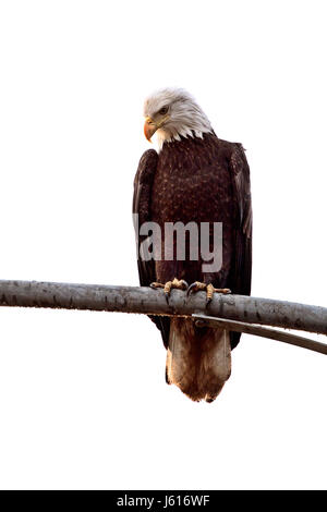 Bald Eagle British Columbia gathering place Ladner Richmond Stock Photo ...