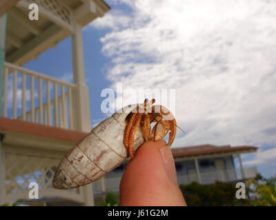 finger scrabble crawling armour hard hide cancer crab shellfish seafood ...
