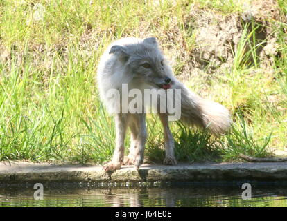 Central Asian Corsac (Steppe) Fox (Vulpes corsac Stock Photo - Alamy