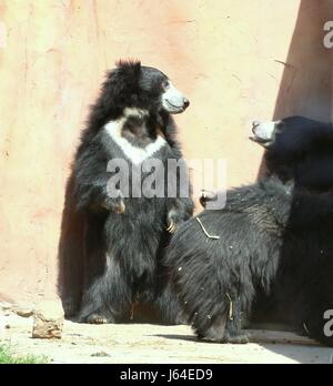 captive Sloth Bear, (Melursus ursinus), used as dancing bear for ...
