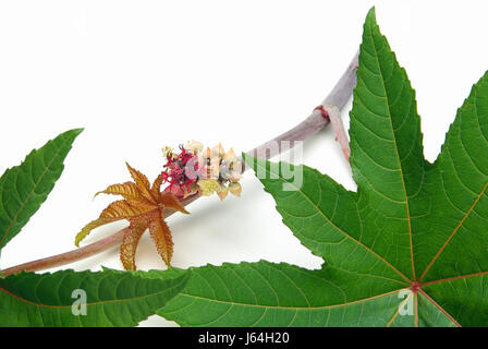seed vessel optional tree garden green leaves blank european caucasian ...