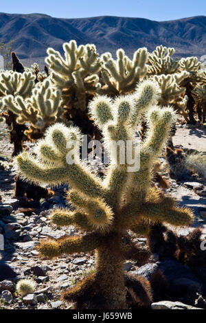 cactus remote thorn arid slim sligth lean gaunt thin remote control ...