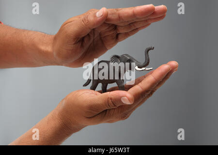 toy elephant in hands with gray background Stock Photo - Alamy