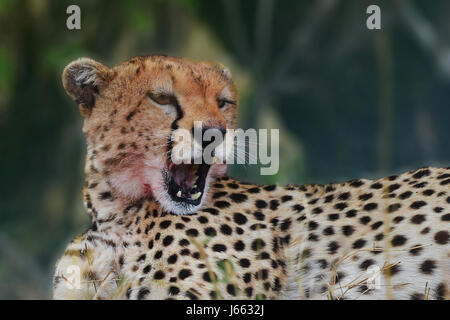 Cheetah animal in color autumn cloudy dark day with dark background ...