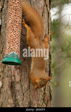red squirrel hanging upside down and holding a weight object Stock ...
