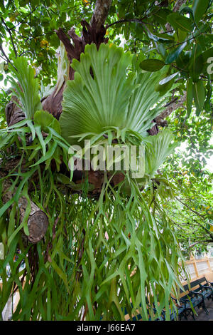 Platycerium is a genus of about 18 fern species in the polypod family ...