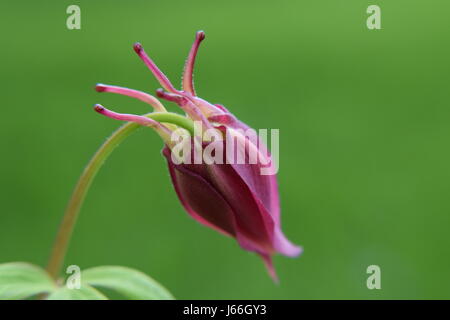 Songbird Cardinal Columbine Flower Bud Stock Photo - Alamy