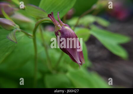 Songbird Cardinal Columbine Flower Bud Stock Photo - Alamy