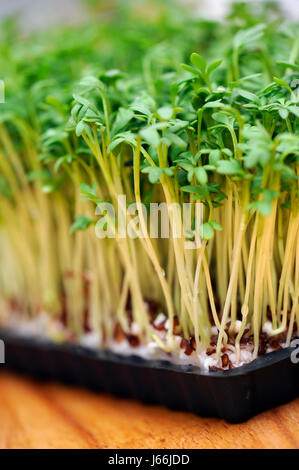 spice, garden, sperm, gardens, cress, germinate, herbs, garden cress ...