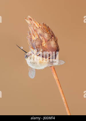 A dew covered Bee Fly (Systoechus solitus) perches on its overnight ...