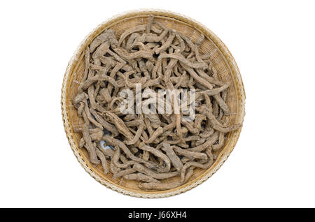 Chinese angelica, Dong quai (Angelica polymorpha var sinensis, Angelica ...