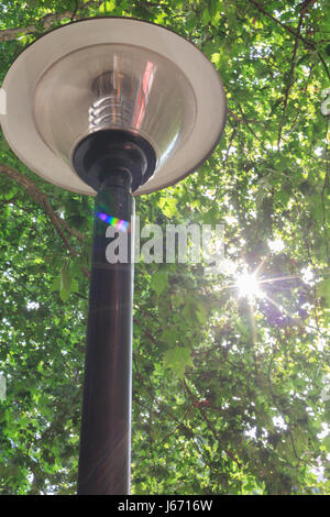 Sycamore trees and street lights Stock Photo - Alamy