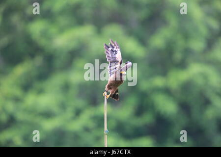Simeulue serpent eagle (Spilornis cheela abbotti) in Simeulue Island ...
