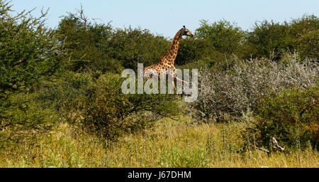 Giraffes running fast to escape predators Stock Photo - Alamy