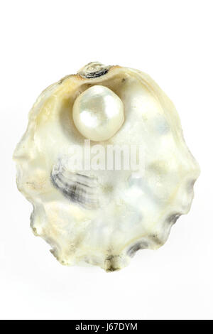 pearl embedded in oyster isolated on white background Stock Photo - Alamy