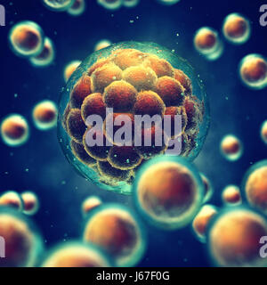 A morula is an early stage embryo consisting of cells , Stem cell ...