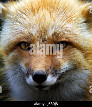 eye organ fur fox north canine forest close mammal wild portrait eye ...