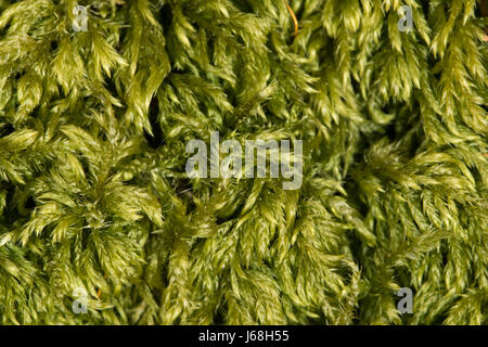 Downy Plait-moss (Hypnum callichroum Stock Photo - Alamy