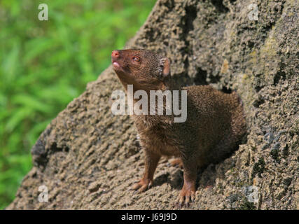 mammal, curiosity, africa, predator, periled, mammal, curiosity, africa ...