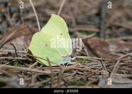 Animal, Insect, Common Brimstone, Gonepteryx rhamni, Butterfly ...