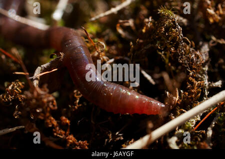 Close up of dried worm on the street Stock Photo: 19109283 - Alamy