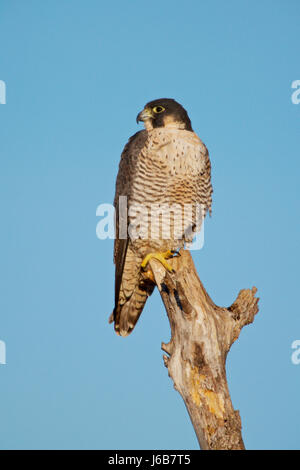 American Peregrine Falcon Stock Photo - Alamy