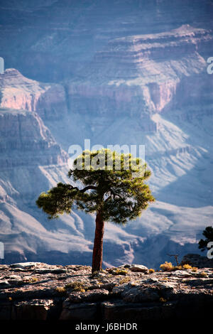 tree desert wasteland pine evergreen Canyon pinion grand magnific plant ...