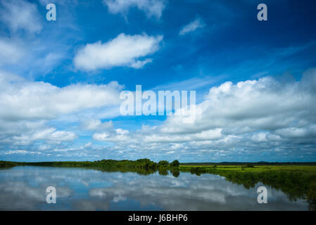 alligator back view Stock Photo - Alamy