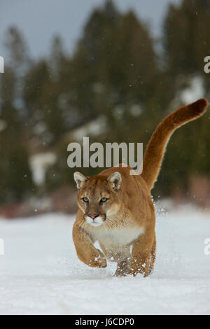 Cougar (Puma concolor), also commonly known as the mountain lion, puma ...