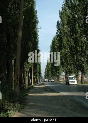 Green Chinar Tree on Road Side, Himalaya, Paradise on the Earth ...