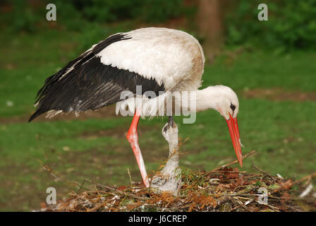 bird, cub, nest Stock Photo - Alamy